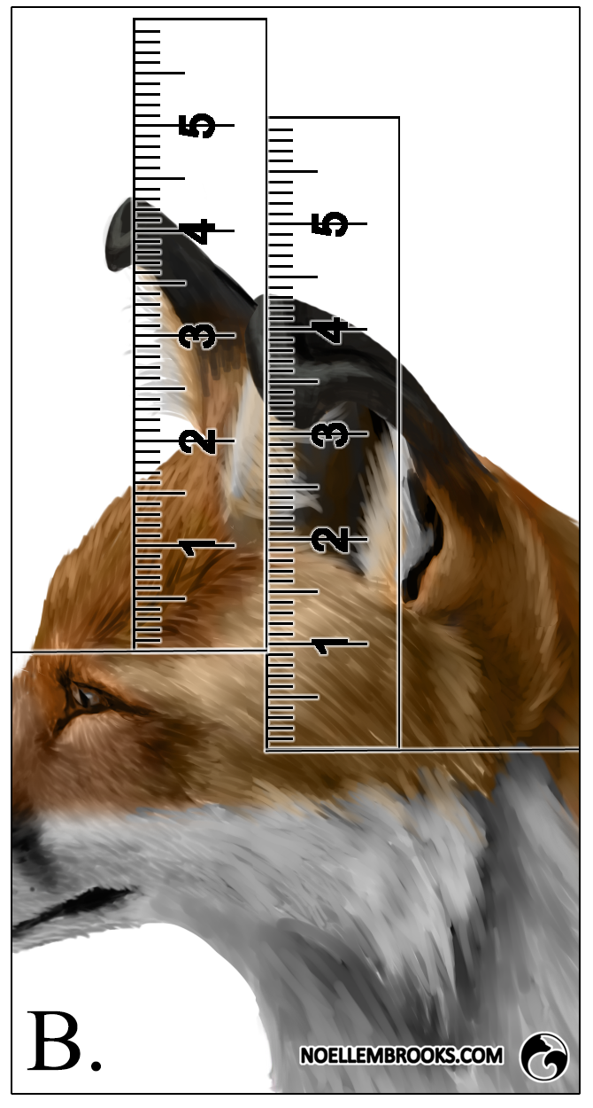 Red Fox Ear Curl Calculations – B – Noelle M. Brooks